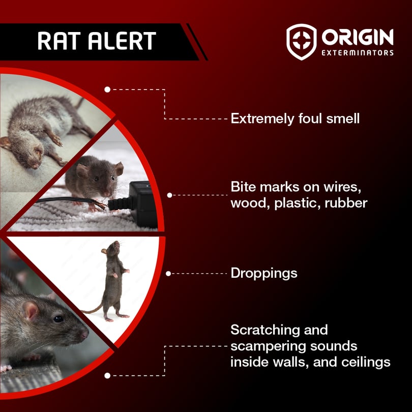 4 Signs Of Rat Infestation At Your Workplace | Singapore