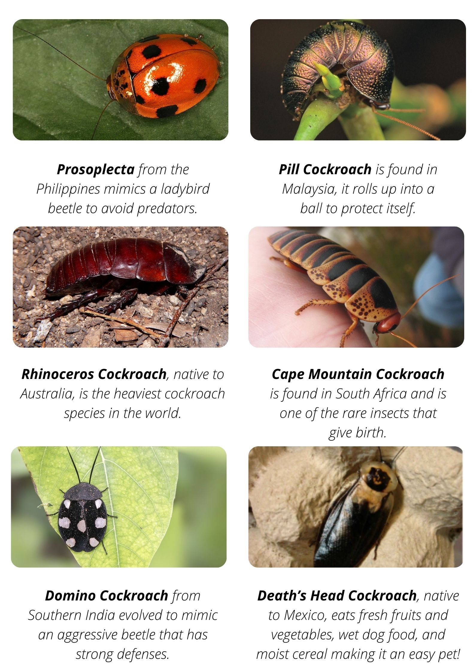 Fun Facts About Cockroaches in Singapore