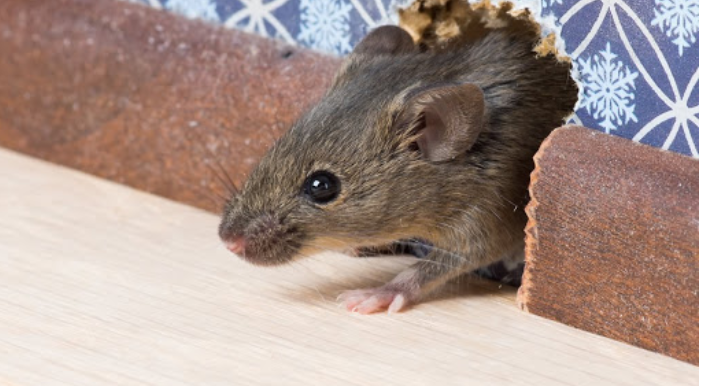 How To Avoid Rat Infestation In Your Office?
