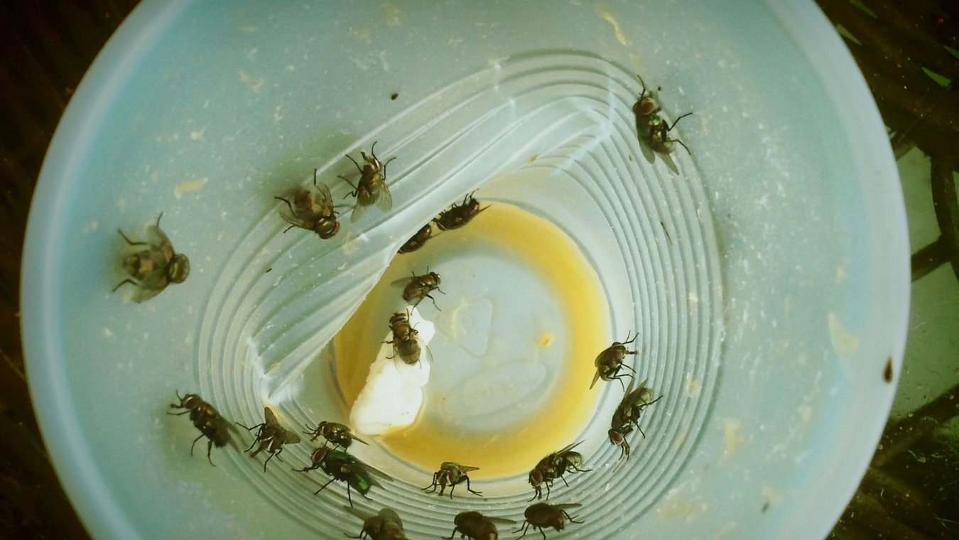The Ultimate Guide To Flies Control In Singapore
