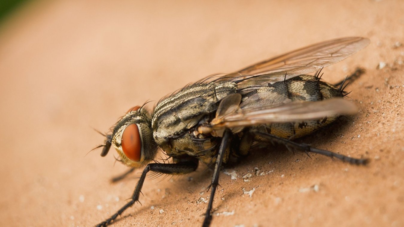 How to Get Rid of Fruit Flies in a Bar?